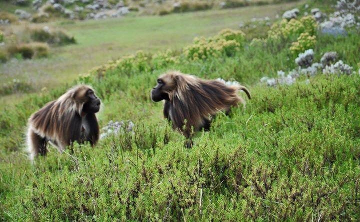 2 DAYS MENZ-GUSSA NATURAL PARK - Gish Abay Ethiopia Tours