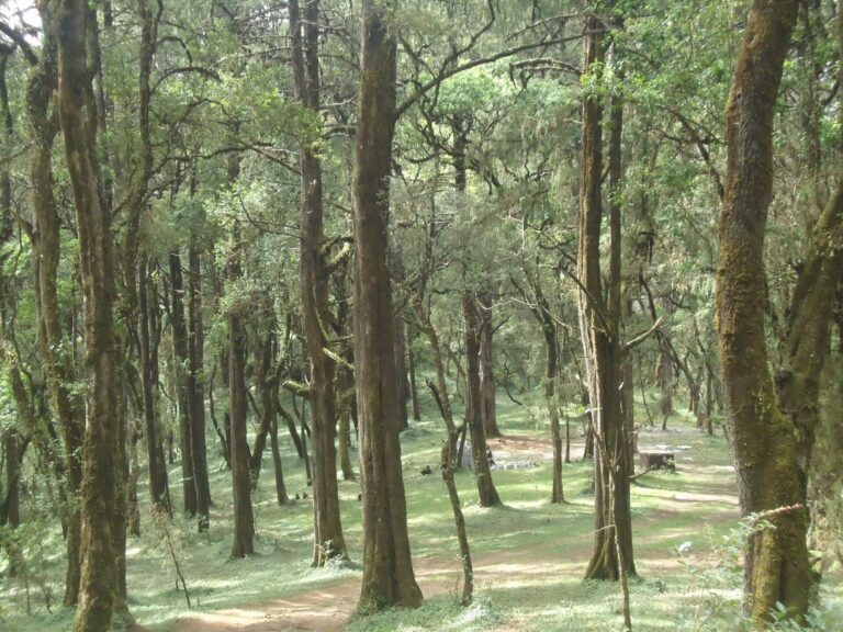 EXCURSION MENAGESHA FOREST - Gish Abay Ethiopia Tours